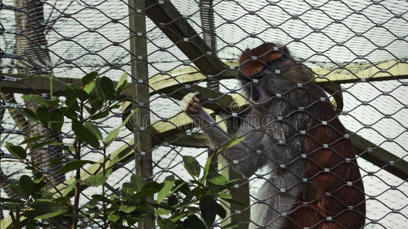 Monkey Behind Wire Cage at Zoo Stock Video - Video of fence, caged ...
