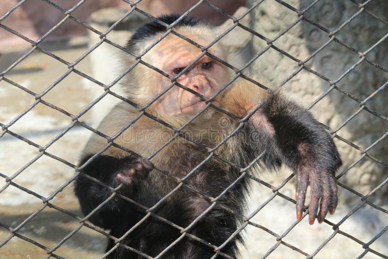 Monkey behind the zoo bars stock photo. Image of macaw - 92059864