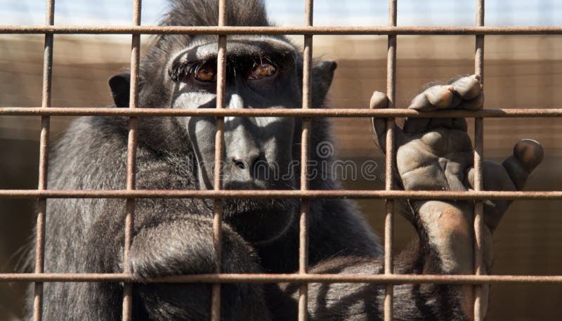 Monkey Behind Bars stock image. Image of cruelty, locked - 15137843
