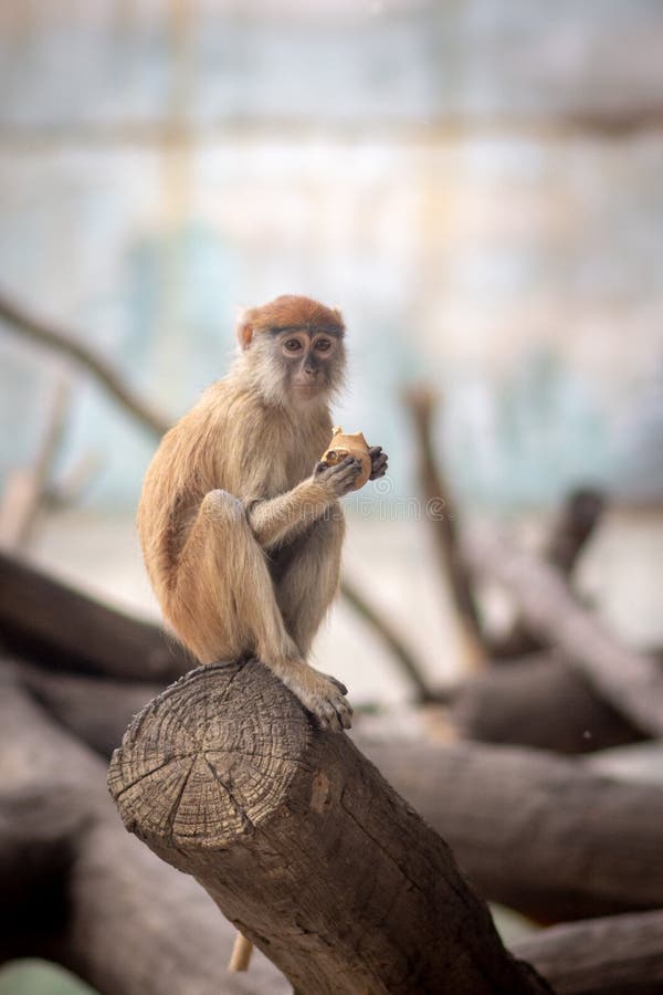 Old Beijing Zoo Map Stock Photos - Free & Royalty-Free Stock Photos ...