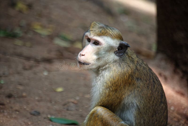Monkey stock image. Image of colourfull, colourful, holding - 152852587