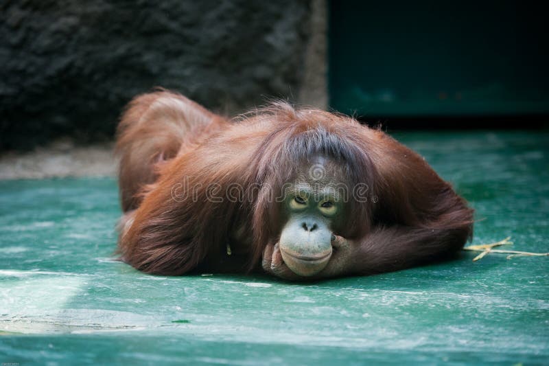 Monkey stock image. Image of animals, wild, monkey, aviary - 45978085