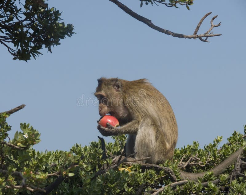 The monkey bites an apple stock photo. Image of sits - 17741728
