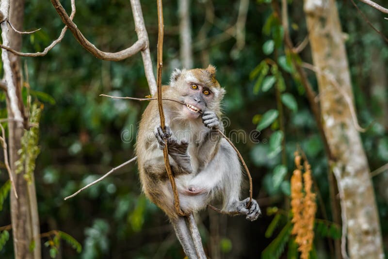 Monkey Biting a Branch stock image. Image of monkey, eyes - 53641877