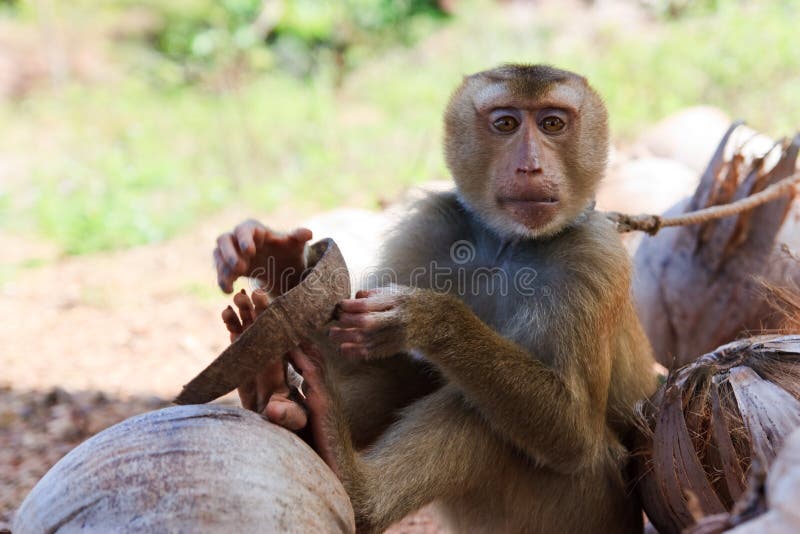 461 Monkey Coconut Tree Stock Photos - Free & Royalty-Free Stock Photos ...