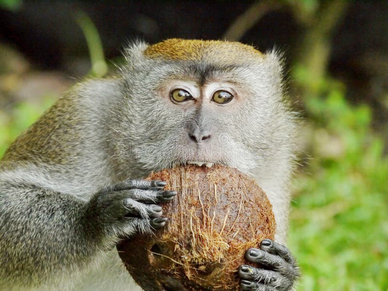 Monkey Biting a Coconut stock photo. Image of monkey - 35969274