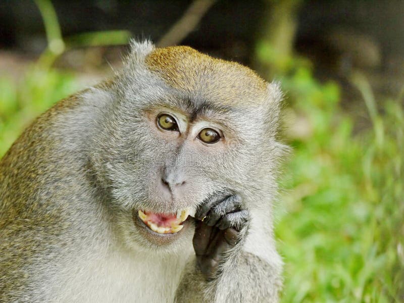 Monkey Biting a Coconut stock image. Image of hunt, flora - 35969355