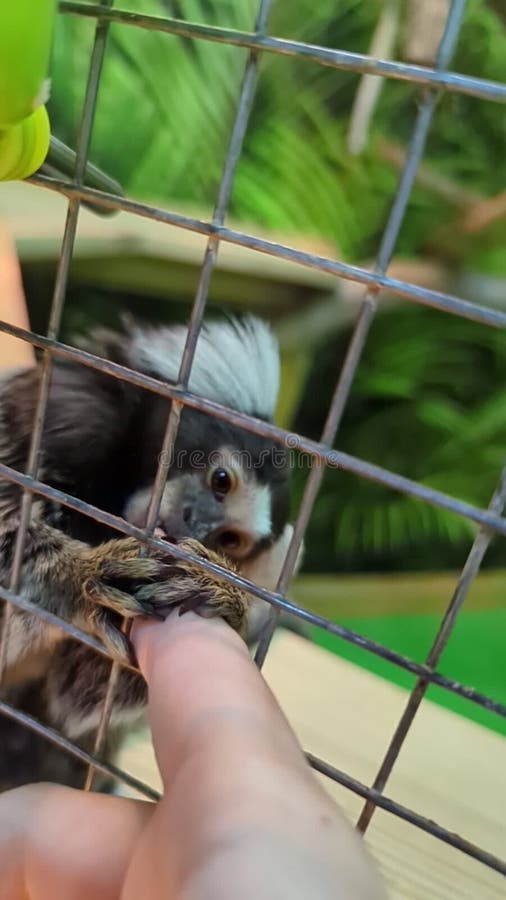 Monkey Biting a Finger through the Cage Stock Video - Video of nature ...