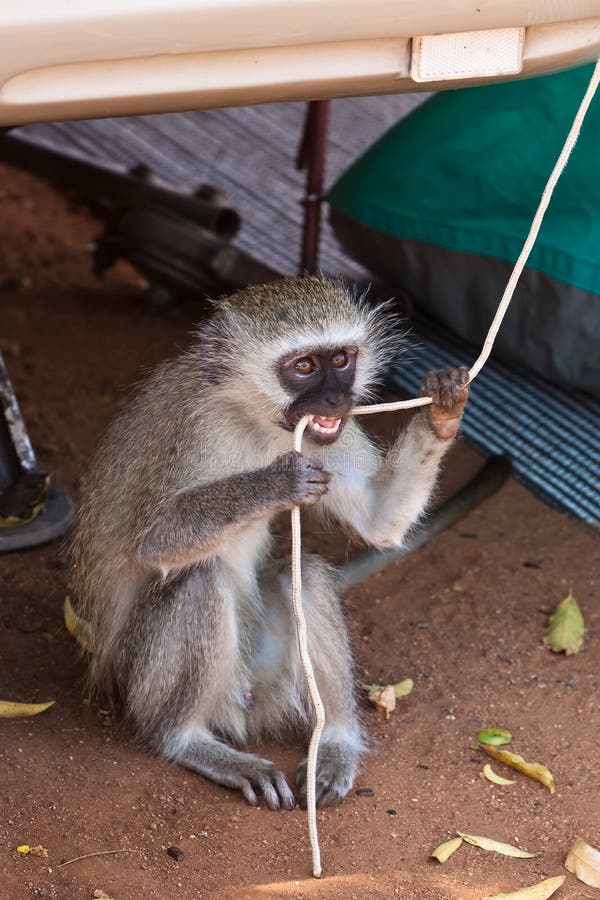 Monkey biting on a rope stock photo. Image of south, animal - 21978270