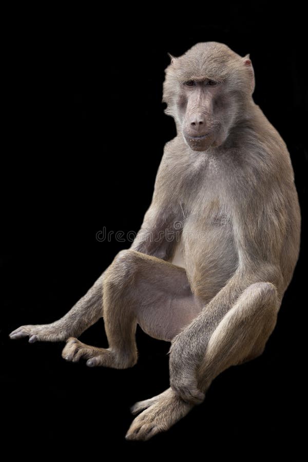 Monkey on a Black Background Stock Image - Image of nature, clearing ...