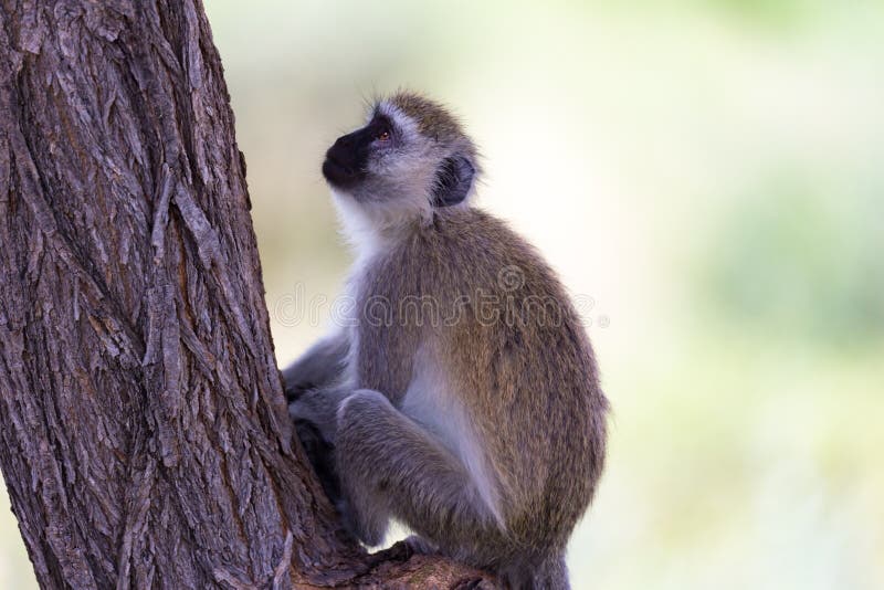 A Monkey with a Black Face Sits on a Tree Stock Photo - Image of ...