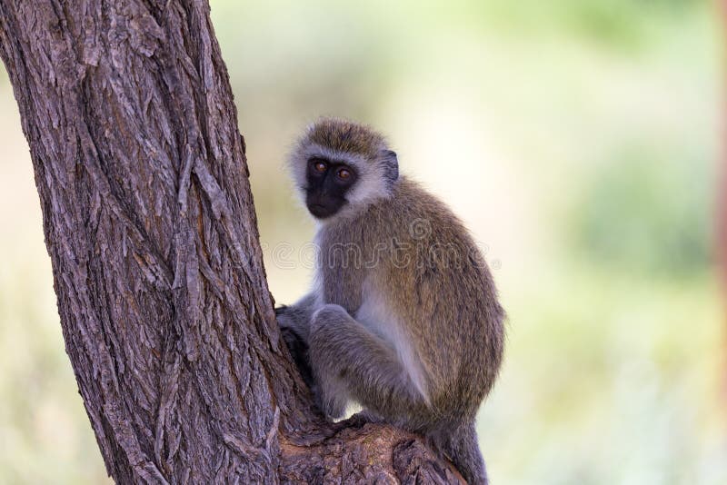 A Monkey with a Black Face Sits on a Tree Stock Photo - Image of branch ...