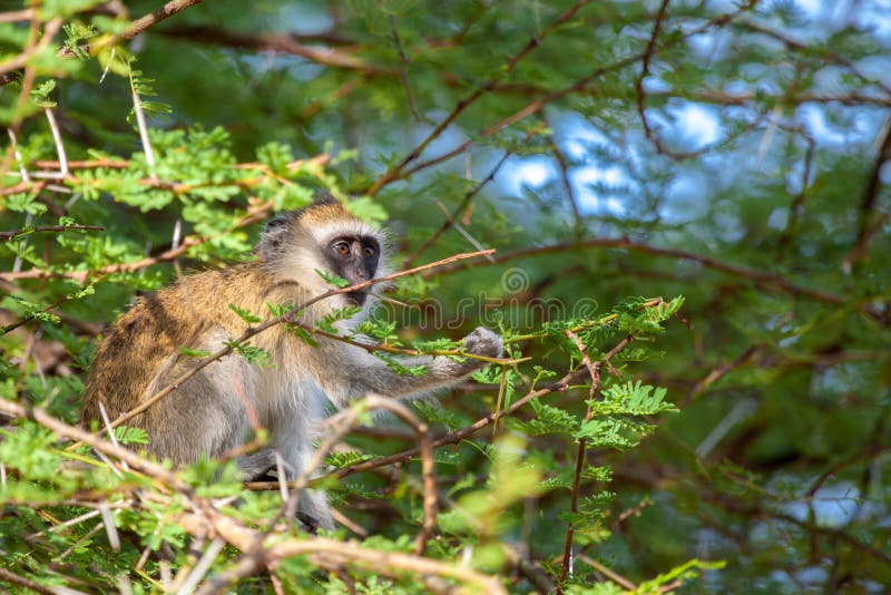 Monkey between the Tree Branches, on Safari in Kenya Stock Photo ...