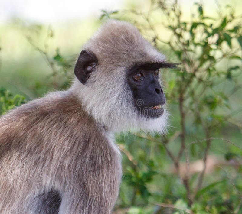 A Monkey with a Black Face and a White Head Stock Image - Image of ...