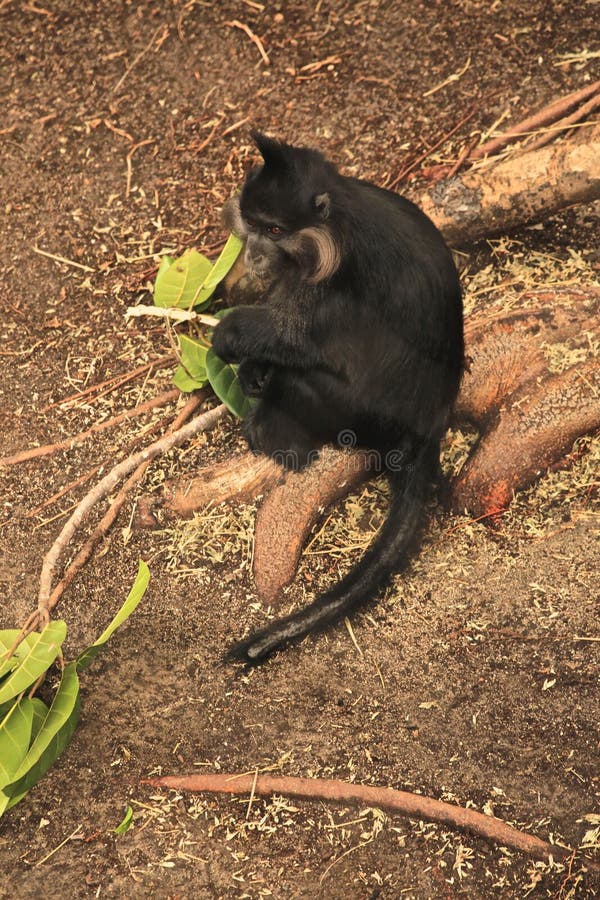 3,879 Monkey Long Tail Photos - Free & Royalty-Free Stock Photos from ...