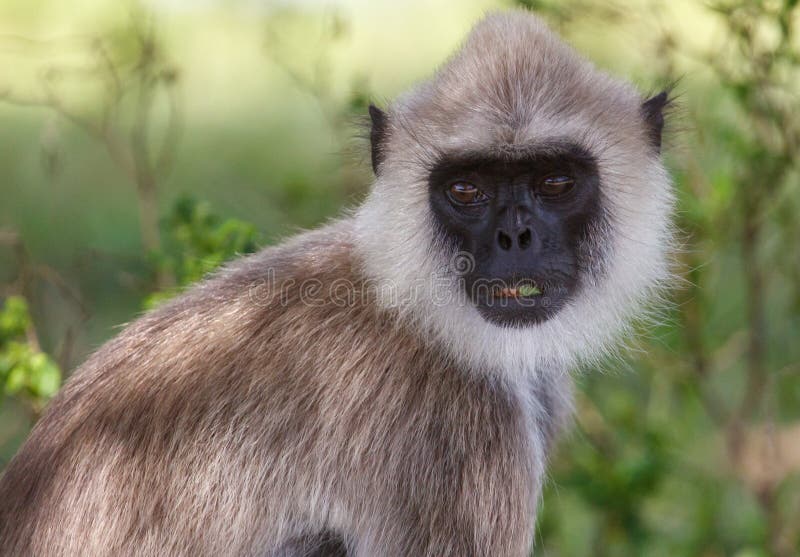 A Monkey with a Black Nose and a White Face is Eating a Leaf Stock ...