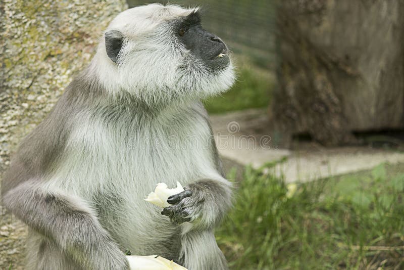 Monkey stock photo. Image of travel, gray, nature, cute - 66082992