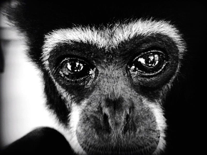 Monkey stock image. Image of nature, white, monkey, animal - 70922687