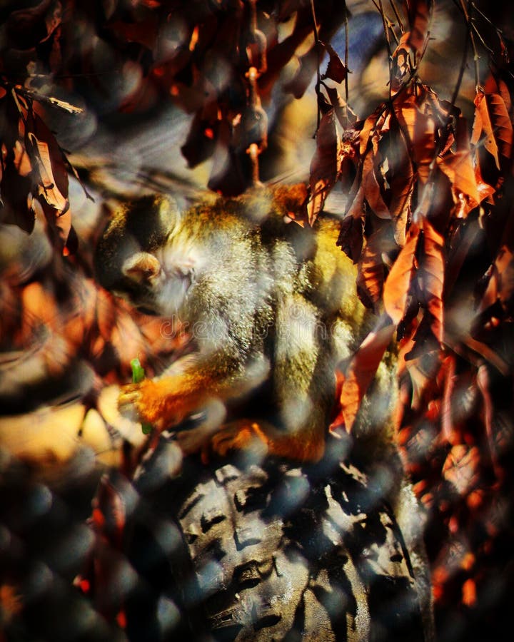 Monkey blur stock image. Image of monkey, indonesia, malang - 79078877