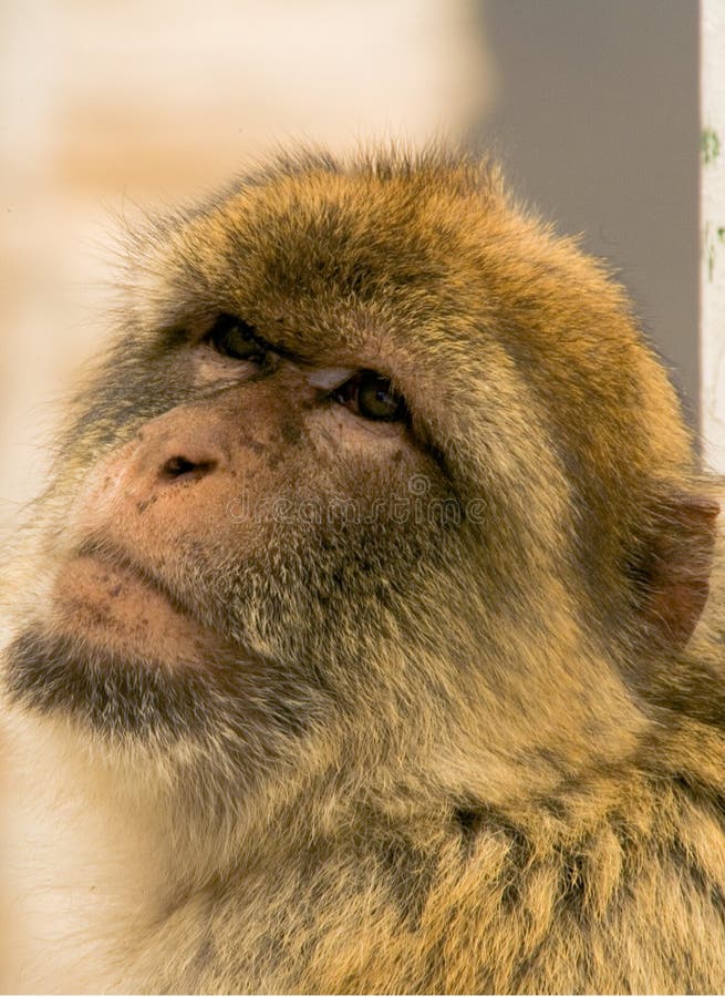 The Monkey Is Staring At You Stock Image - Image of dens, animal: 35641755