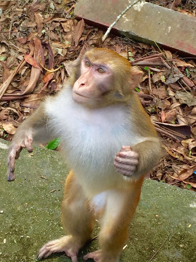 Monkey stock image. Image of monkey, stood, food, bold - 75882577