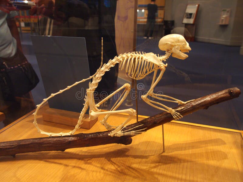 Monkey Bone Structure in Hong Kong Science Museum Editorial Stock Image ...