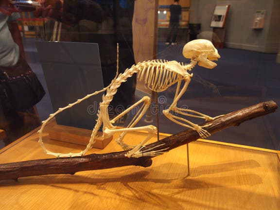 Monkey Bone Structure in Hong Kong Science Museum Editorial Stock Image ...