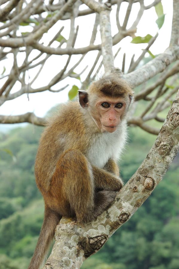 Monkey - Bonnet Macaque (Macaca Radiata) Stock Photo - Image of mammal ...