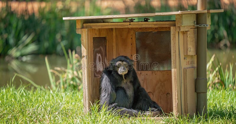 557 Box Monkey Stock Photos - Free & Royalty-Free Stock Photos from ...