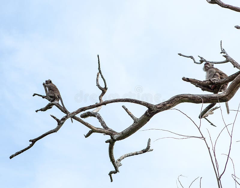 Monkey on Branch of Tree - Animals in Wilderness Stock Image - Image of ...