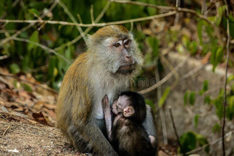 Monkey Brestfeeding Baby stock photo. Image of desperate - 53643510