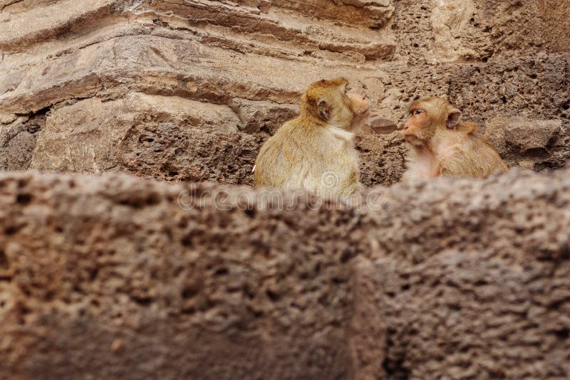 Monkey on brick floor. stock image. Image of monkeys - 114051587