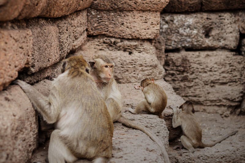 Monkey at brick wall. stock image. Image of mother, hand - 117113811