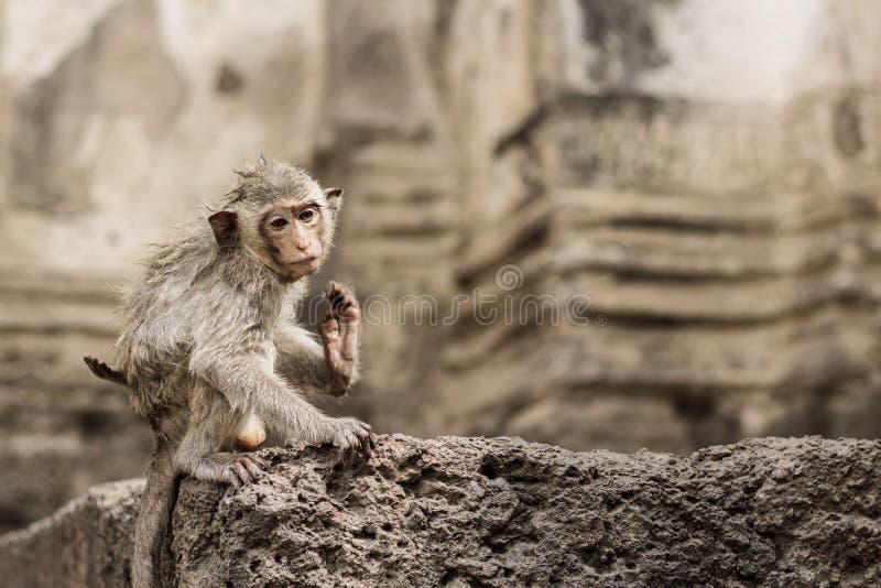 Monkey on brick in a zoo. stock image. Image of forest - 122477901