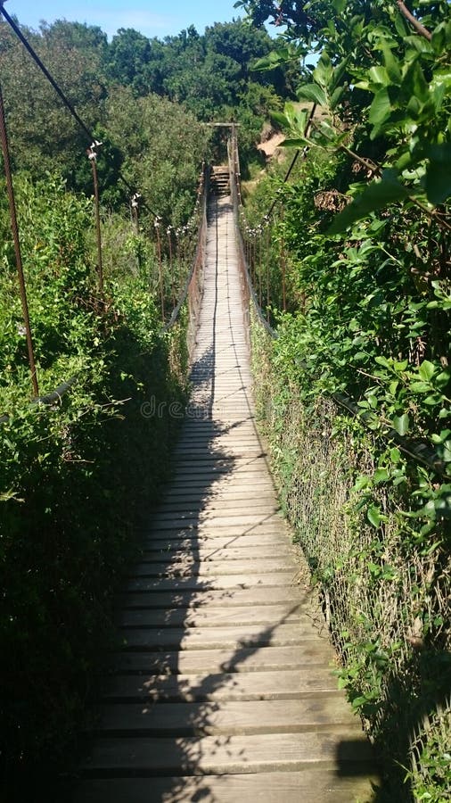 Monkey Bridge stock photo. Image of south, river, stretching - 75355760