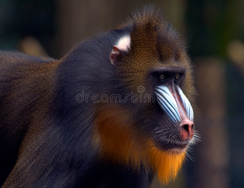 Monkey with bright colors stock image. Image of snout, light - 759753