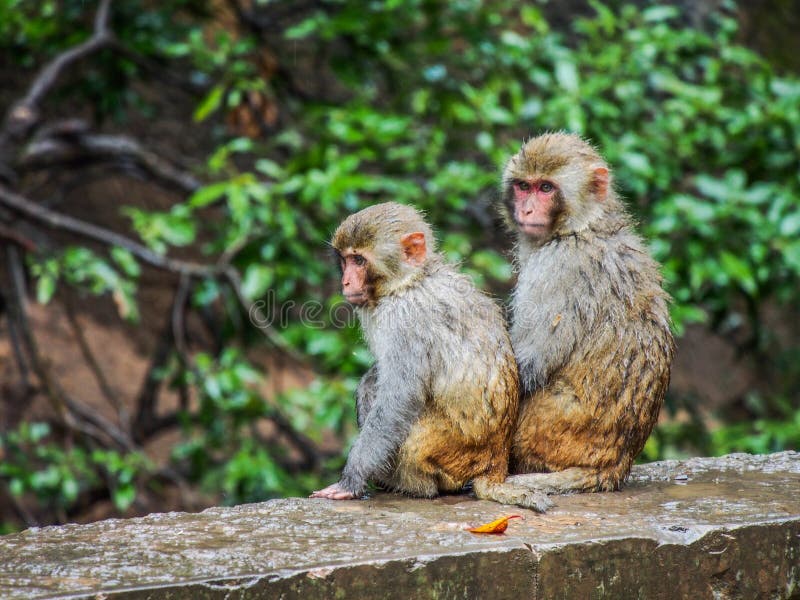 Monkey Brothers stock image. Image of catching, cuddle - 34337381