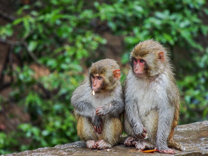 Monkey Brothers stock image. Image of catching, cuddle - 34337381