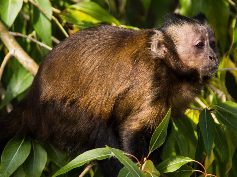 Monkey in the bush stock image. Image of green, bush - 19169083