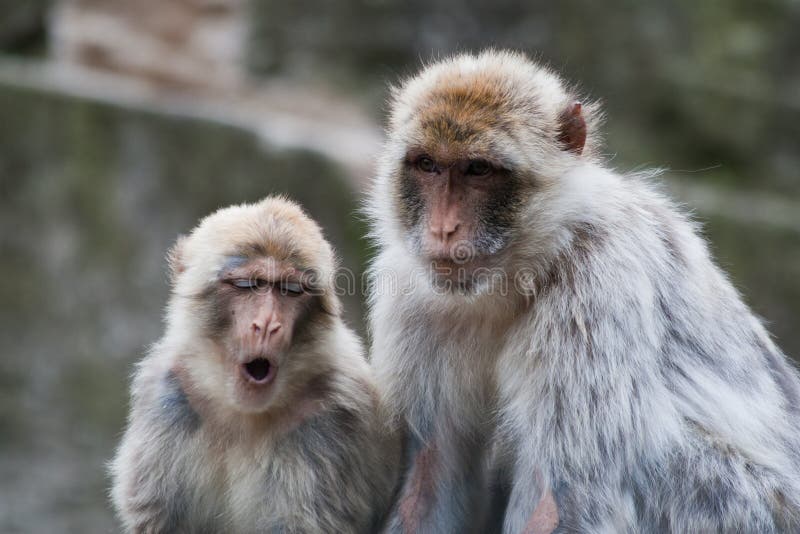 Monkey business stock image. Image of child, cute, africa - 16149099