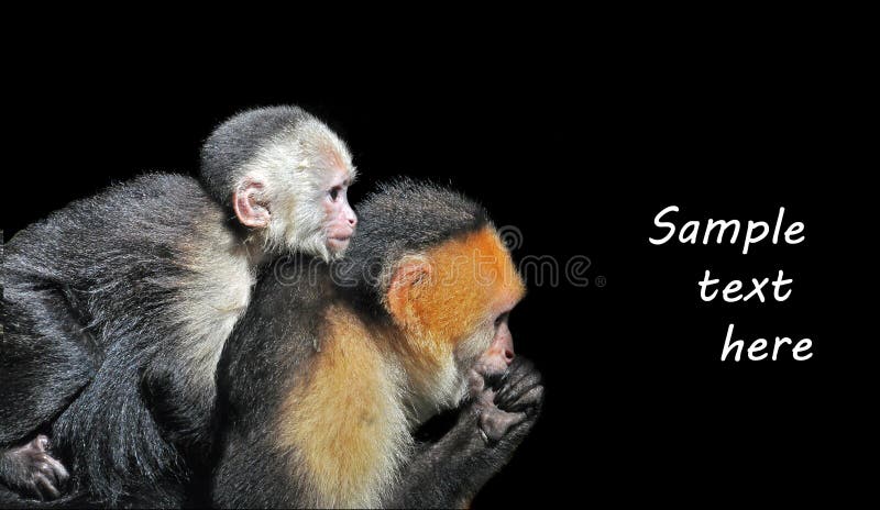 Monkey business stock photo. Image of america, adorable - 17748776