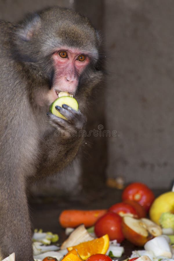 Monkey business stock image. Image of orange, apple - 235112153