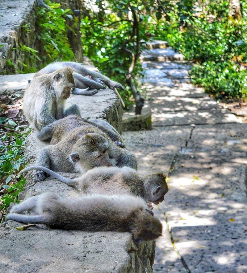 Monkey Business stock image. Image of monkey, monkeys - 118999907