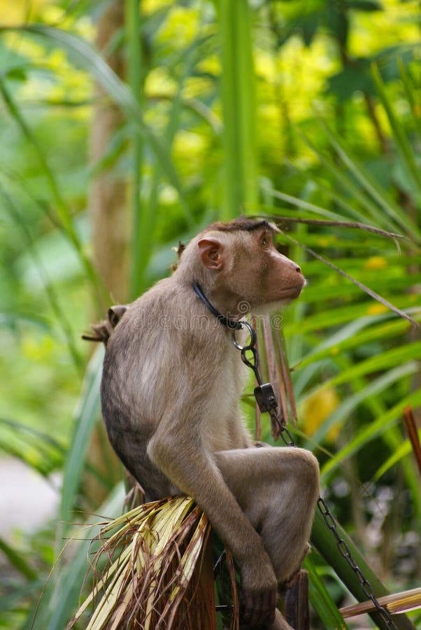 Monkey business stock photo. Image of thinking, like - 50212236