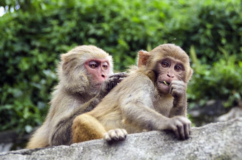 Monkey business stock photo. Image of nature, couple - 70479666