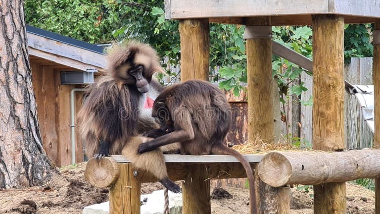 Monkey is Busy with daily Activities Stock Image - Image of activities ...