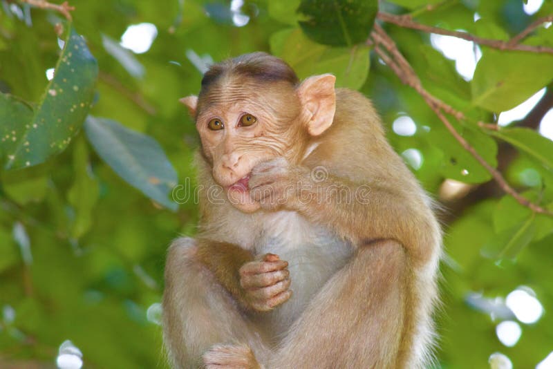 Monkey stock image. Image of tree, monkey, biting, jungle - 68737705