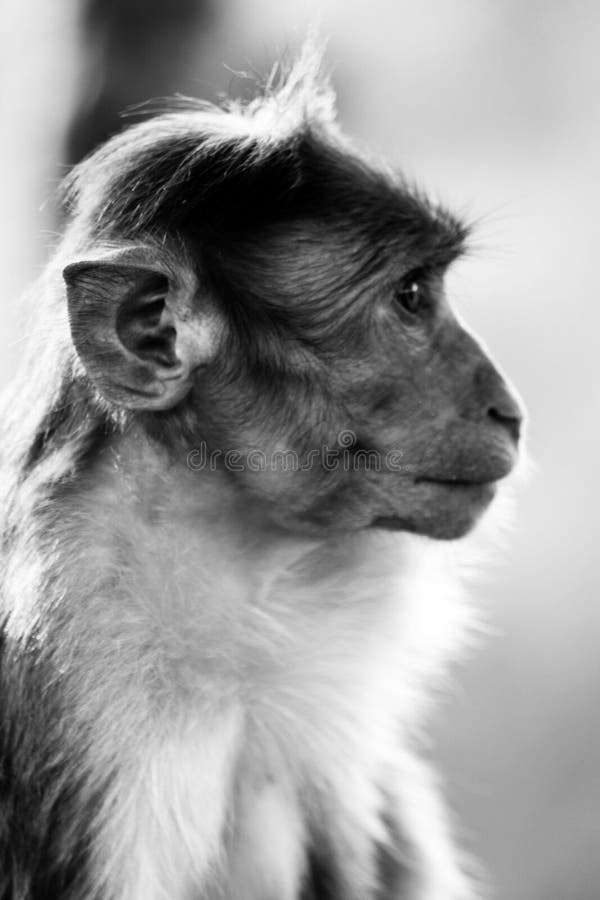 Monkey stock photo. Image of photograph, monkey, emotions - 81132666