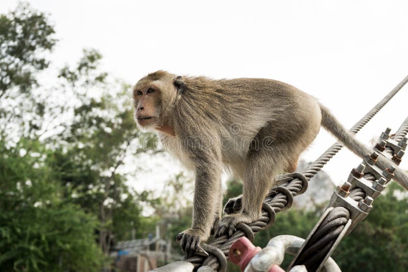 Monkey walking on a cable stock photo. Image of monkey - 28564462