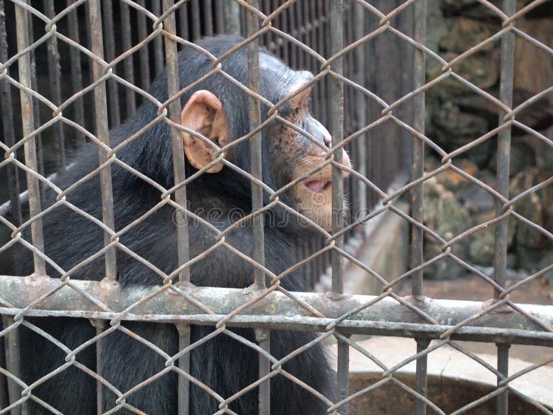 Monkey in a cage stock image. Image of fence, locked - 141007063